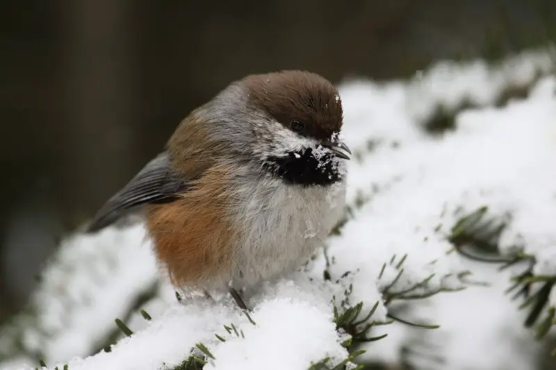 Boreal chickadee - Facts, Diet, Habitat & Pictures on Animalia.bio