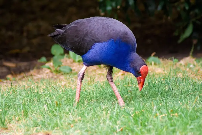 Australasian swamphen - Facts, Diet, Habitat & Pictures on Animalia.bio