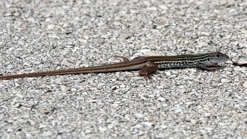 Six-lined racerunner - Facts, Diet, Habitat & Pictures on Animalia.bio