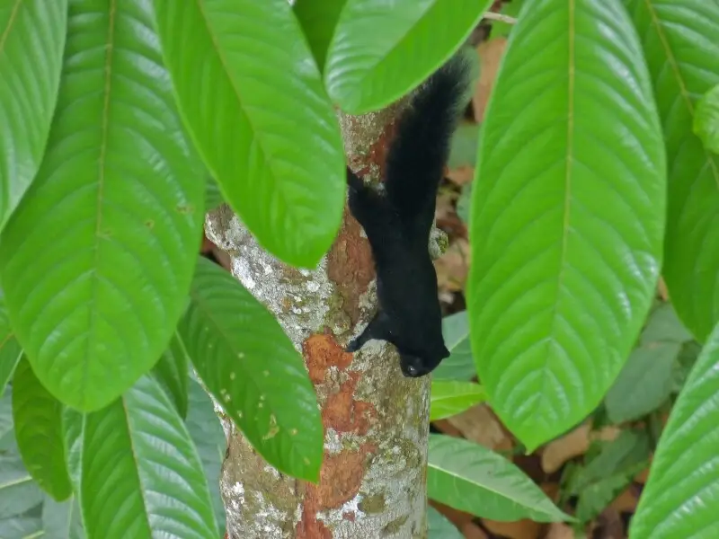 Prevost's squirrel - Facts, Diet, Habitat & Pictures on Animalia.bio