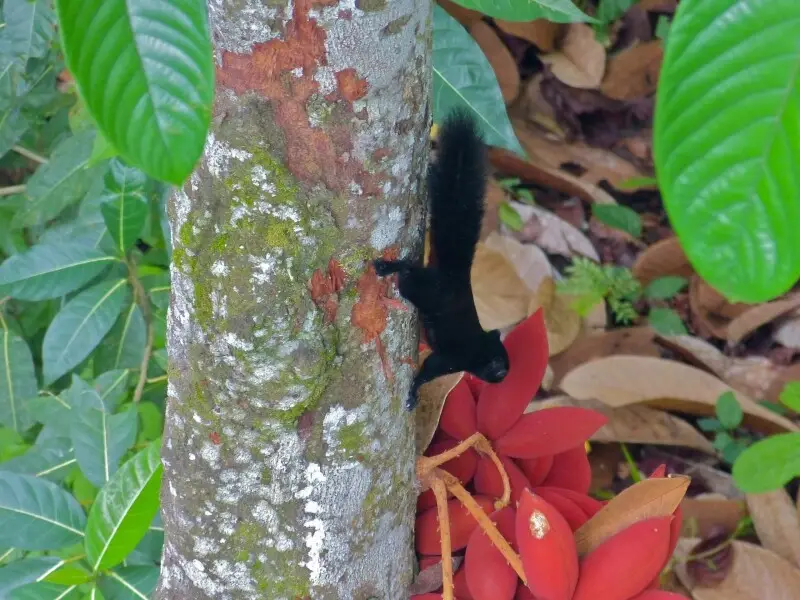 Prevost's squirrel - Facts, Diet, Habitat & Pictures on Animalia.bio