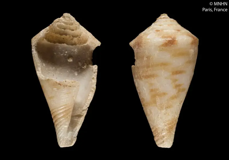 Profundiconus kanakinus - Facts, Diet, Habitat & Pictures on Animalia.bio