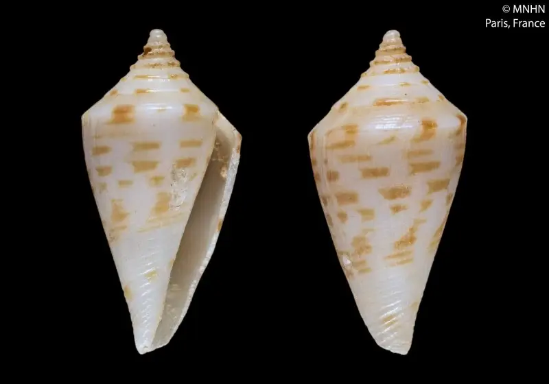 Profundiconus kanakinus - Facts, Diet, Habitat & Pictures on Animalia.bio