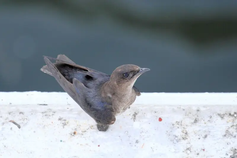 Grey-breasted martin - Facts, Diet, Habitat & Pictures on Animalia.bio