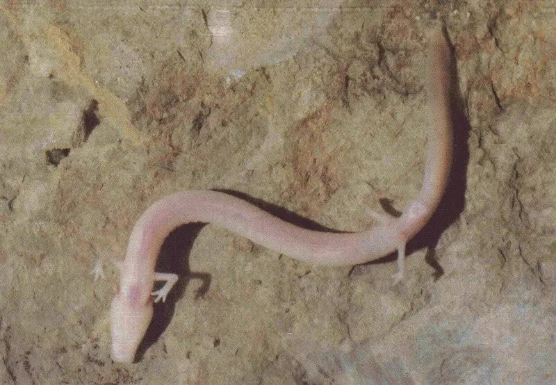 Olm - Facts, Diet, Habitat & Pictures on Animalia.bio