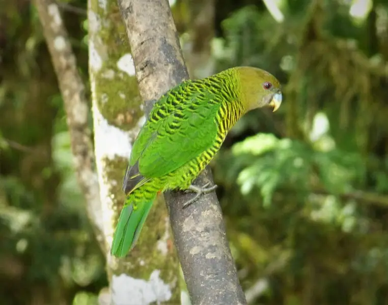 Brehm's tiger parrot - Facts, Diet, Habitat & Pictures on Animalia.bio