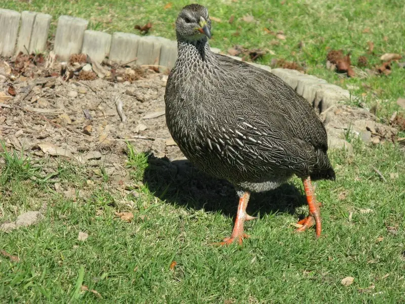 Cape spurfowl - Facts, Diet, Habitat & Pictures on Animalia.bio