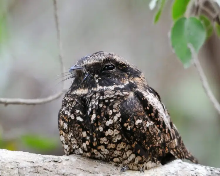 Puerto Rican nightjar - Facts, Diet, Habitat & Pictures on Animalia.bio