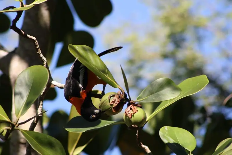 Venezuelan troupial - Facts, Diet, Habitat & Pictures on Animalia.bio