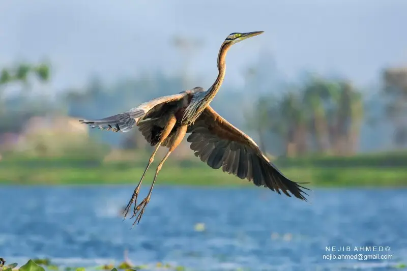 Purple heron - Facts, Diet, Habitat & Pictures on Animalia.bio