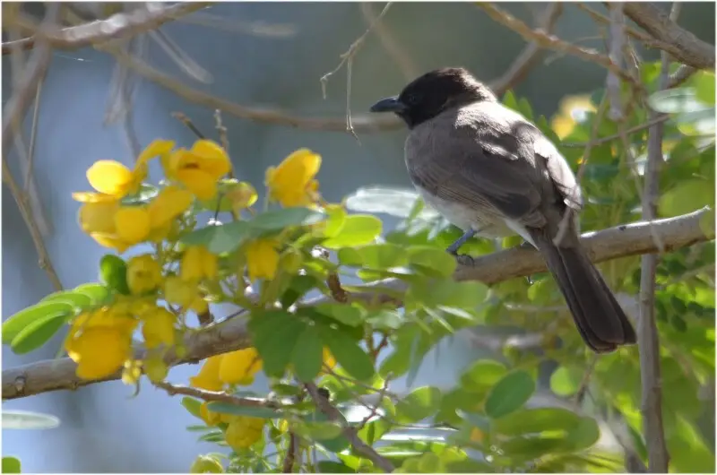 Common bulbul - Facts, Diet, Habitat & Pictures on Animalia.bio