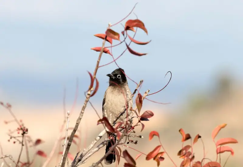 Бюльбюль аравійський - факти, дієта, ареал і фотографії на Animalia.bio