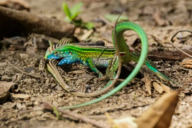 Rainbow whiptail - Facts, Diet, Habitat & Pictures on Animalia.bio