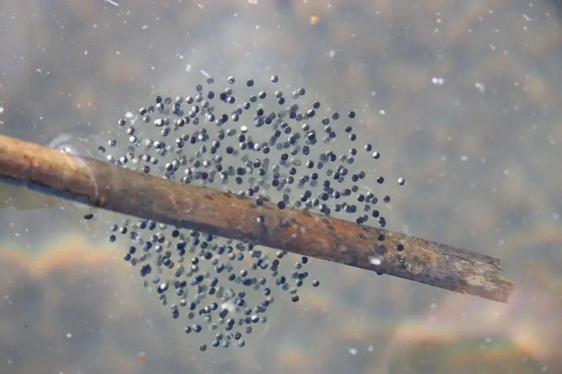 Wood frog - Facts, Diet, Habitat & Pictures on Animalia.bio