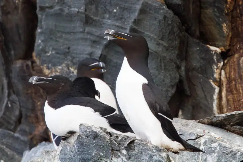 Razorbill - Facts, Diet, Habitat & Pictures on Animalia.bio