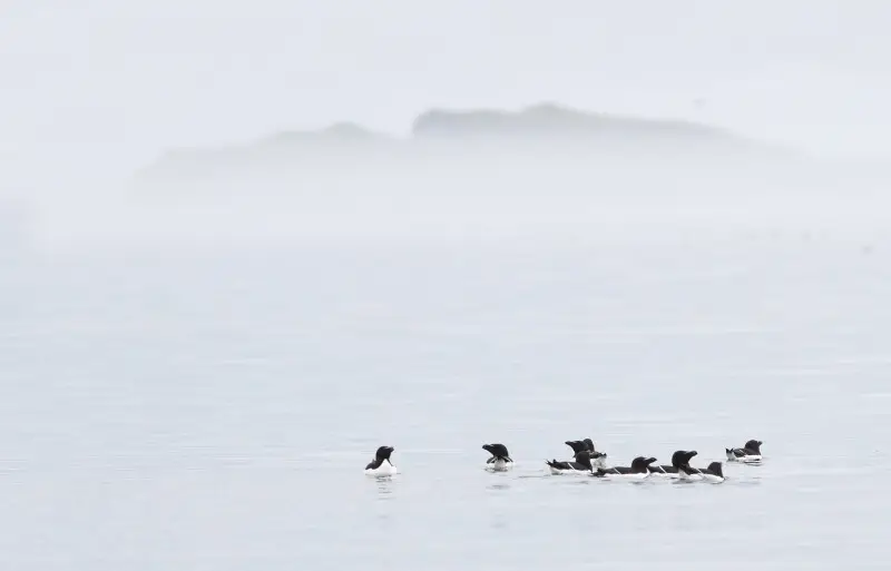 Razorbill - Facts, Diet, Habitat & Pictures on Animalia.bio