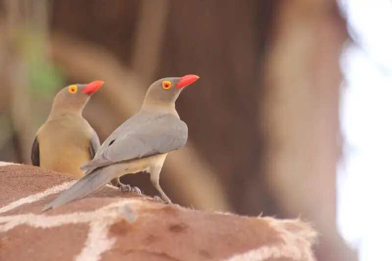 Red-billed oxpecker - Facts, Diet, Habitat & Pictures on Animalia.bio