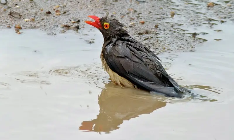 Red-billed oxpecker - Facts, Diet, Habitat & Pictures on Animalia.bio