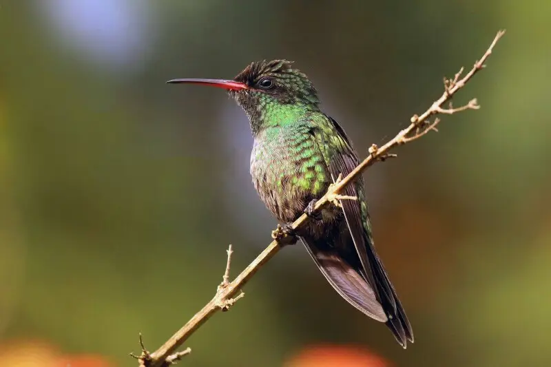 Red-billed streamertail - Facts, Diet, Habitat & Pictures on Animalia.bio