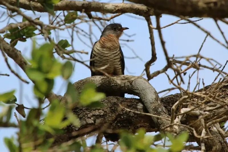 Red-chested cuckoo - Facts, Diet, Habitat & Pictures on Animalia.bio