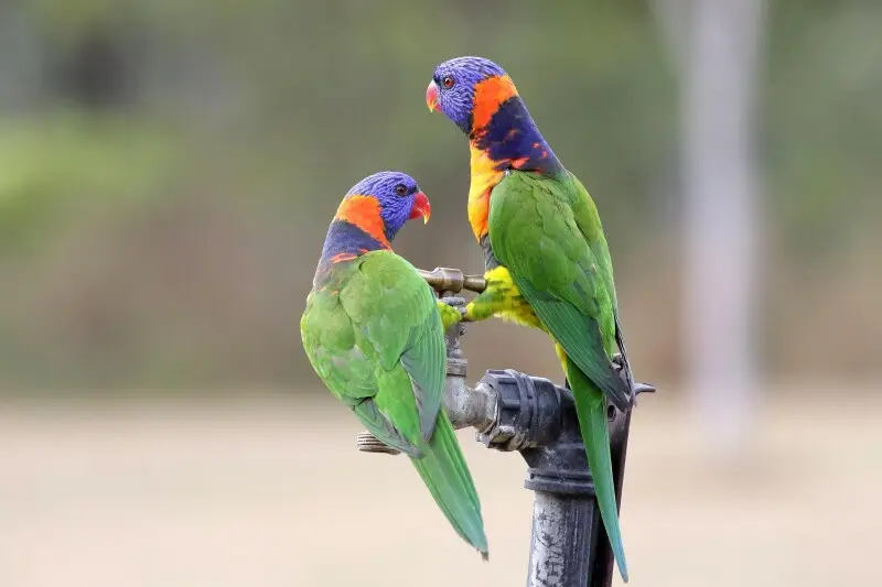 Red-collared lorikeet - Facts, Diet, Habitat & Pictures on Animalia.bio