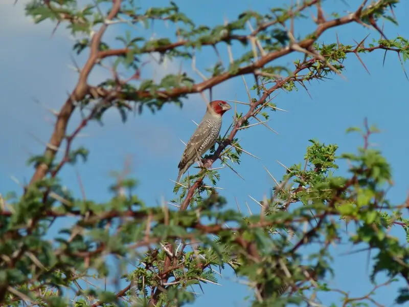 Red-headed finch - Facts, Diet, Habitat & Pictures on Animalia.bio