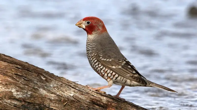 Red-headed finch - Facts, Diet, Habitat & Pictures on Animalia.bio