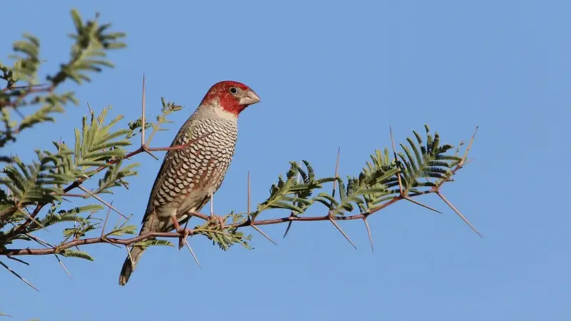 Red-headed finch - Facts, Diet, Habitat & Pictures on Animalia.bio