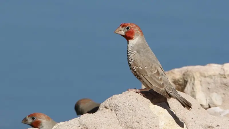 Red-headed finch - Facts, Diet, Habitat & Pictures on Animalia.bio