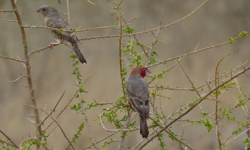 Red-headed finch - Facts, Diet, Habitat & Pictures on Animalia.bio