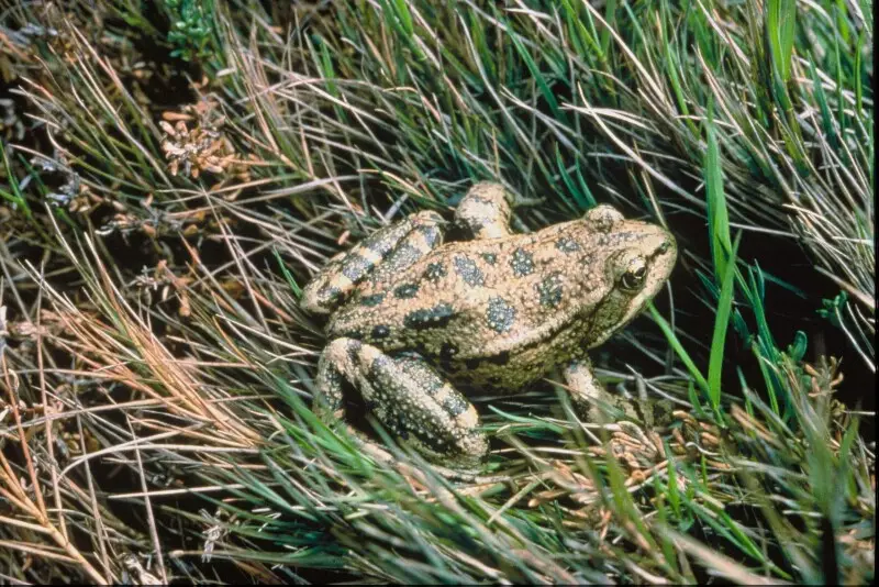 California red-legged frog - Facts, Diet, Habitat & Pictures on ...