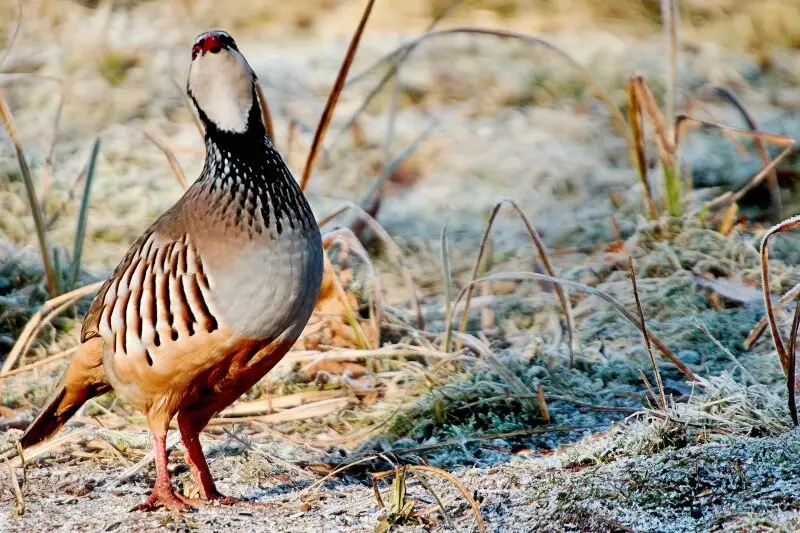 Red-legged partridge - Facts, Diet, Habitat & Pictures on Animalia.bio