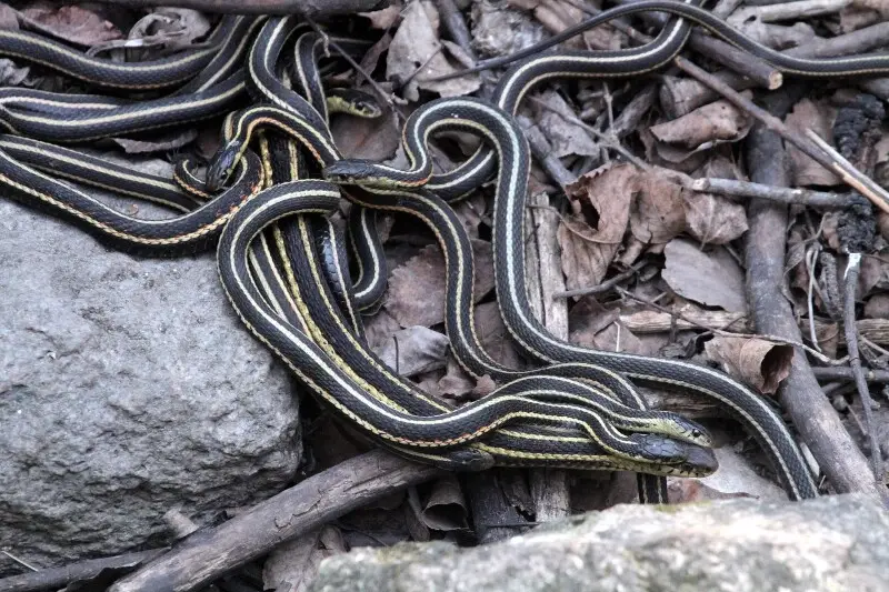 Common garter snake - Facts, Diet, Habitat & Pictures on Animalia.bio