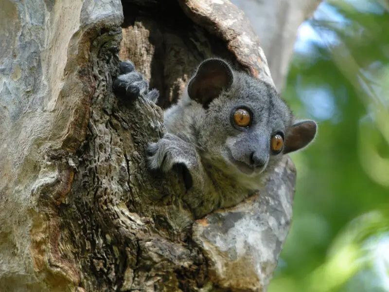 Red-tailed sportive lemur - Facts, Diet, Habitat & Pictures on Animalia.bio