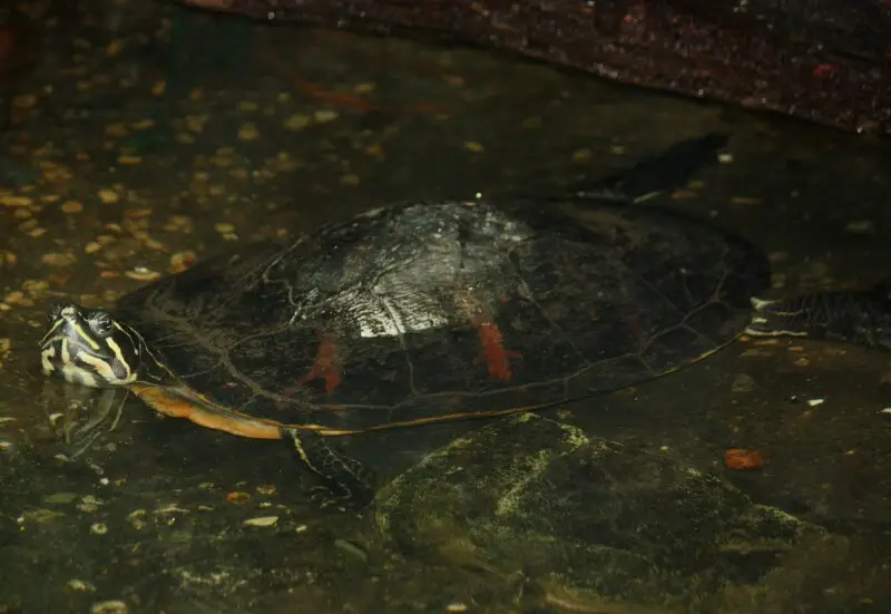Florida red-bellied cooter - Facts, Diet, Habitat & Pictures on ...