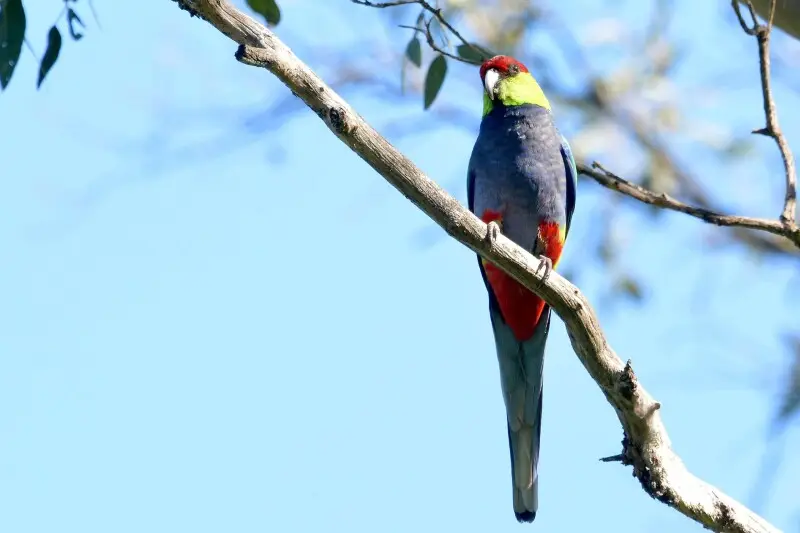 Red-capped parrot - Facts, Diet, Habitat & Pictures on Animalia.bio