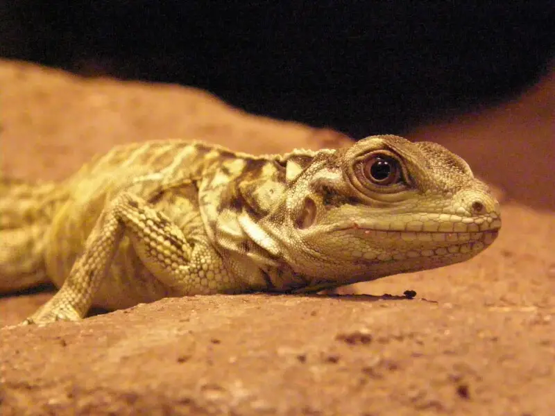 Philippine sailfin lizard - Facts, Diet, Habitat & Pictures on Animalia.bio