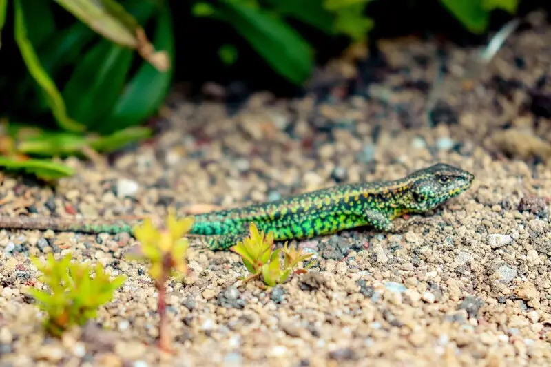 Liolaemus pictus - факти, дієта, ареал і фотографії на Animalia.bio