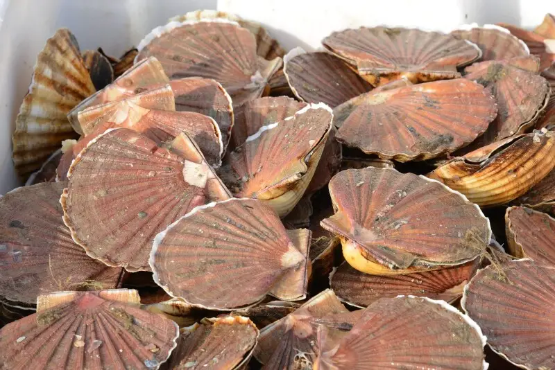 Pecten maximus - Facts, Diet, Habitat & Pictures on Animalia.bio