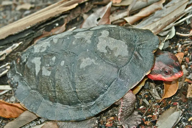 Red side-necked turtle - Facts, Diet, Habitat & Pictures on Animalia.bio