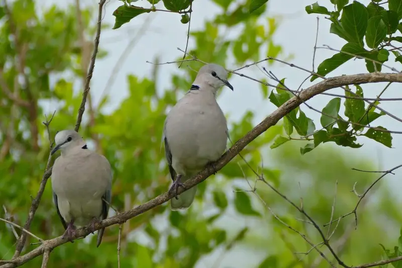 Streptopelia capicola - факти, дієта, ареал і фотографії на Animalia.bio