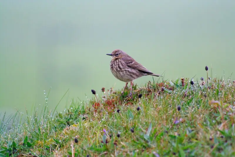 Eurasian rock pipit - Facts, Diet, Habitat & Pictures on Animalia.bio