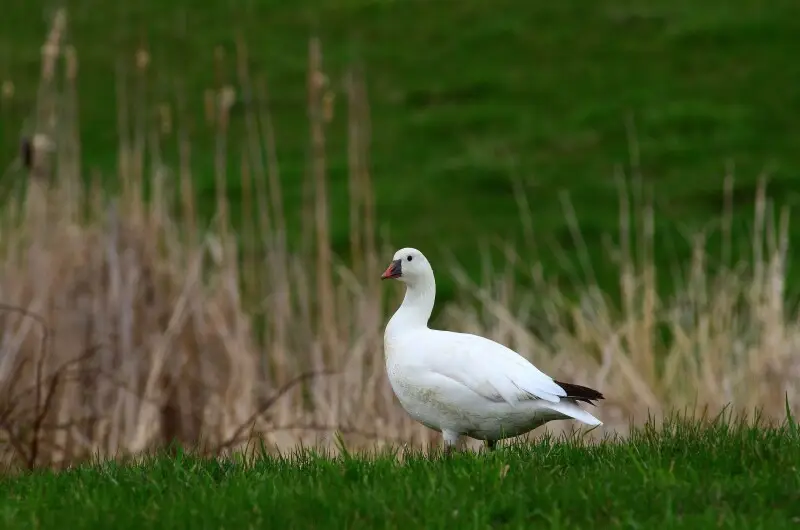 Ross's goose - Facts, Diet, Habitat & Pictures on Animalia.bio