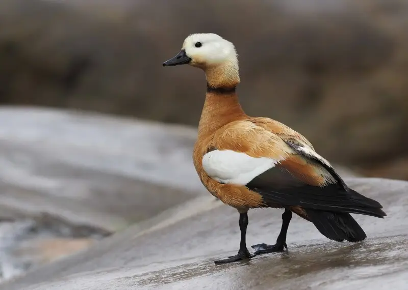 Ruddy shelduck - Facts, Diet, Habitat & Pictures on Animalia.bio