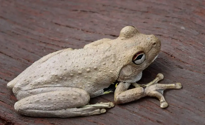 Roth's tree frog - Facts, Diet, Habitat & Pictures on Animalia.bio