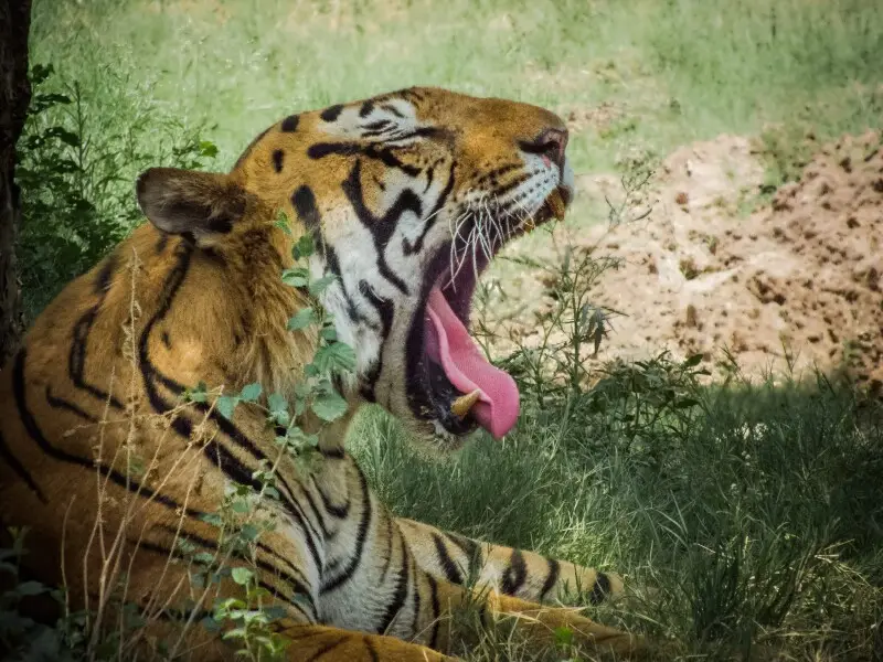 Bengal tiger - Facts, Diet, Habitat & Pictures on Animalia.bio