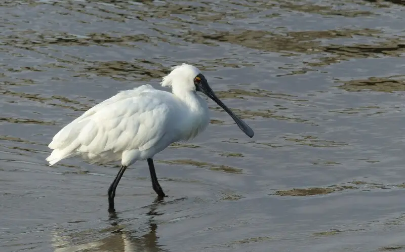 Royal spoonbill - Facts, Diet, Habitat & Pictures on Animalia.bio