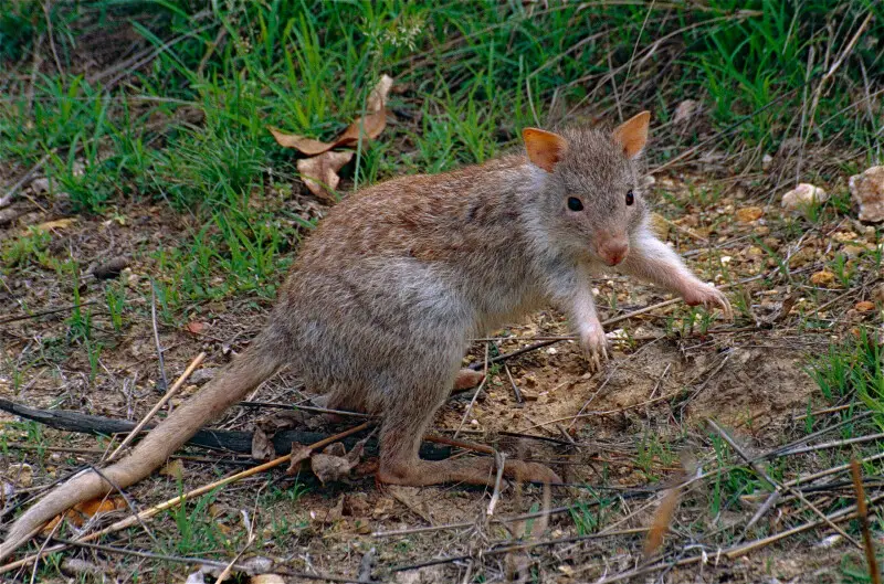 Rufous rat-kangaroo - Facts, Diet, Habitat & Pictures on Animalia.bio