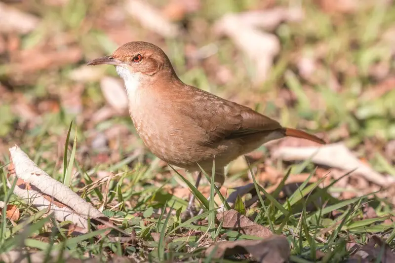 Rufous hornero - Facts, Diet, Habitat & Pictures on Animalia.bio