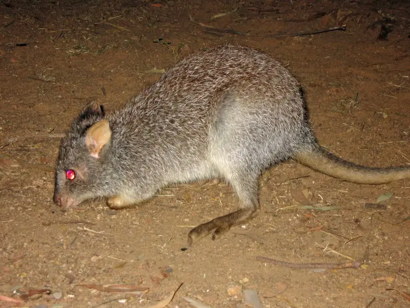 Rufous rat-kangaroo - Facts, Diet, Habitat & Pictures on Animalia.bio